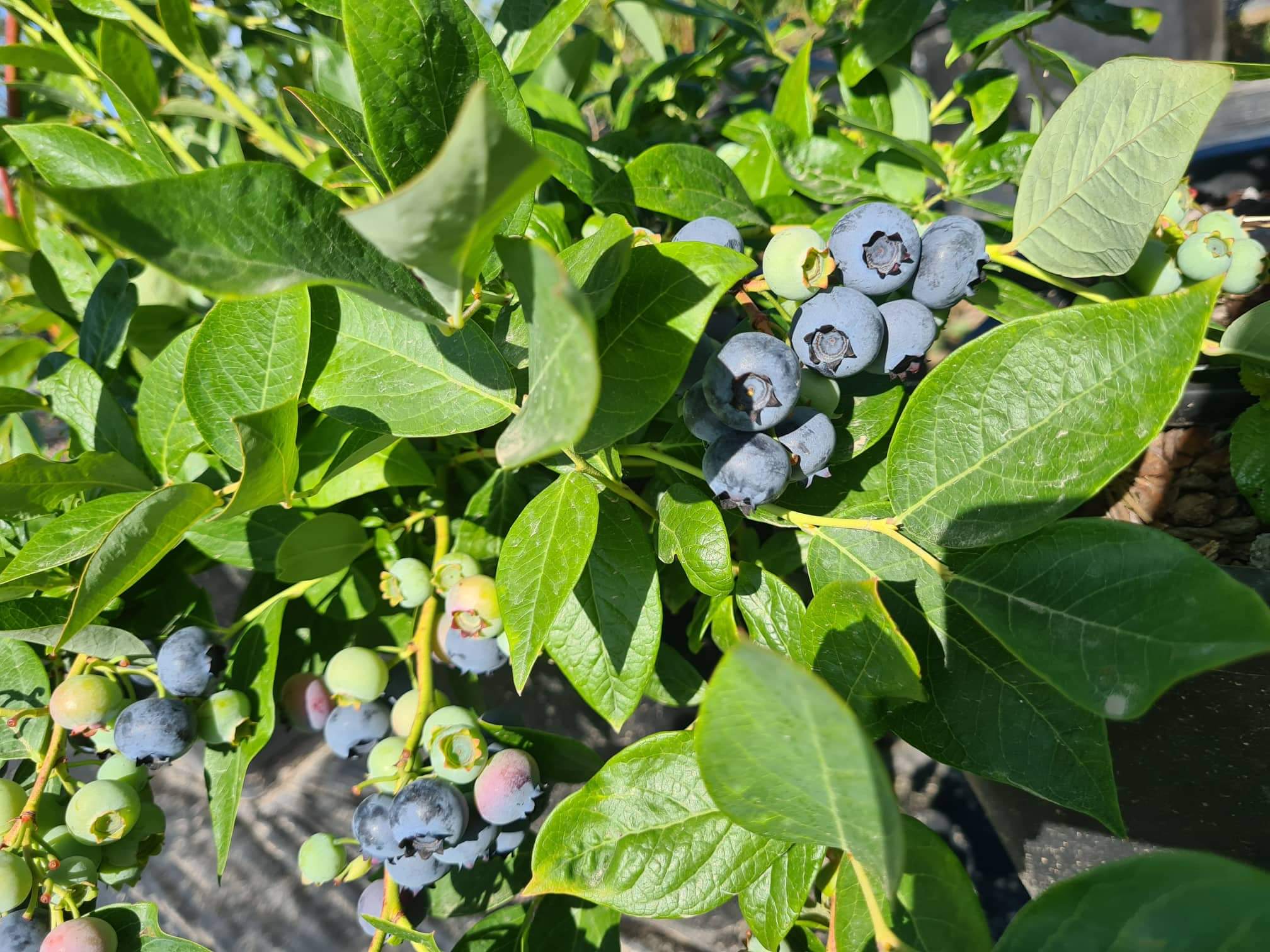Blaubeeren Braune Blatter